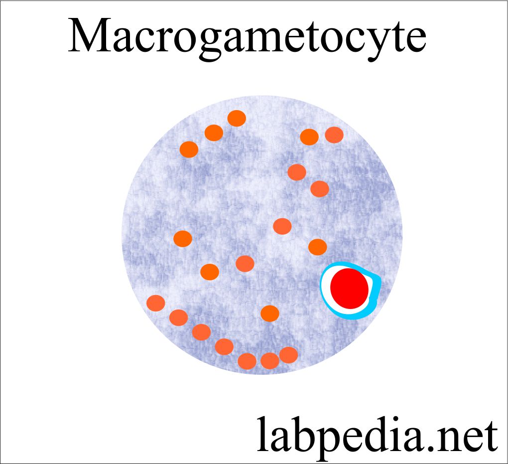 Malarial parasite - Part 4 - Plasmodium Malariae, MP - Labpedia.net