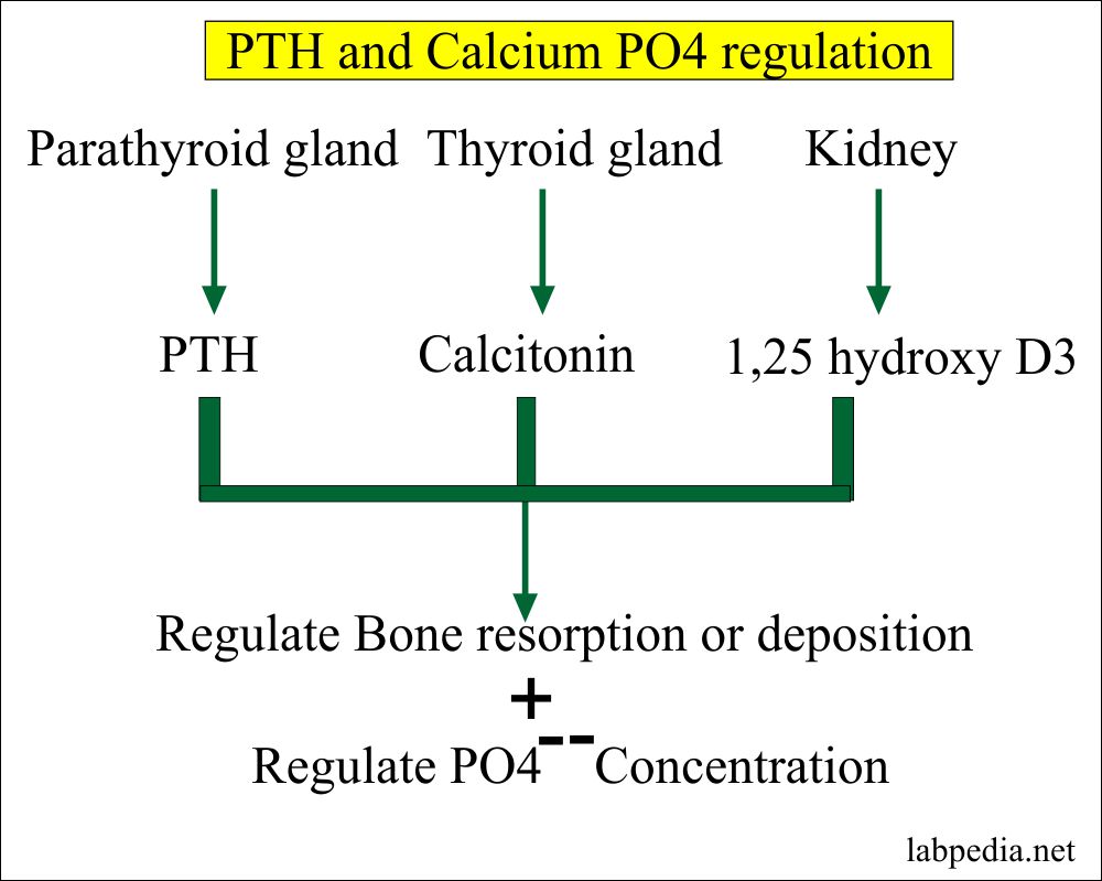 Phosphorus (P), Inorganic Phosphate (PO4), Inorganic Phosphorus ...
