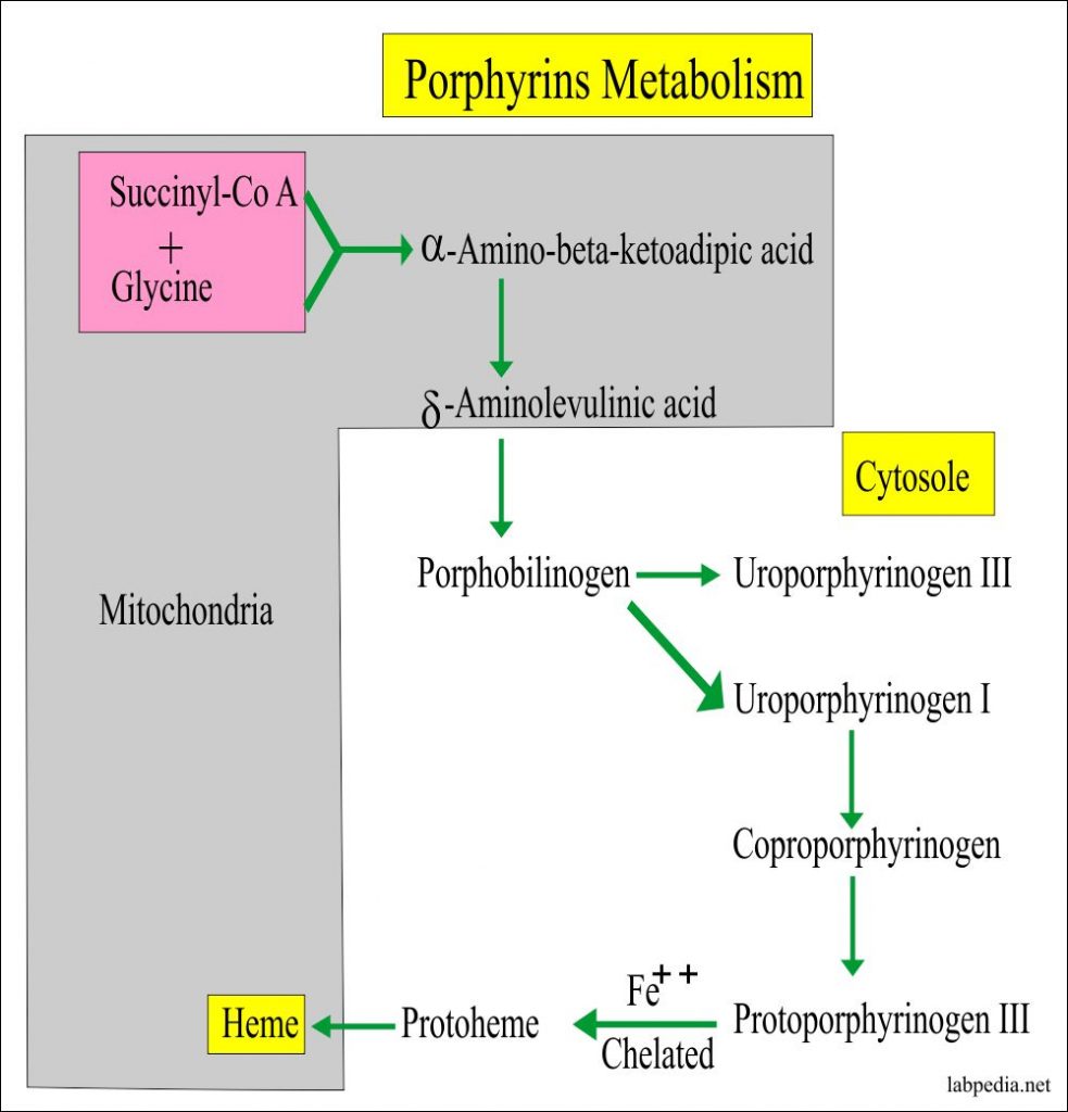 Porphyrins Porphobilinogen