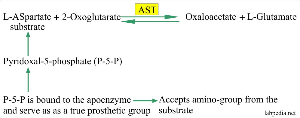 SGOT (Aspartate aminotransferase, AST, Glutamic oxaloacetic ...