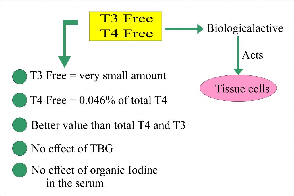 Thyroid Part 1 Thyroid Function Test Thyroid Hormones T4 T3 TSH Thyroid Part 1 Thyroid Function Test Thyroid Hormones T4 T3 TSH