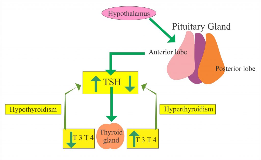 Thyroid Part 1 Thyroid Function Test Thyroid Hormones T4 T3 TSH