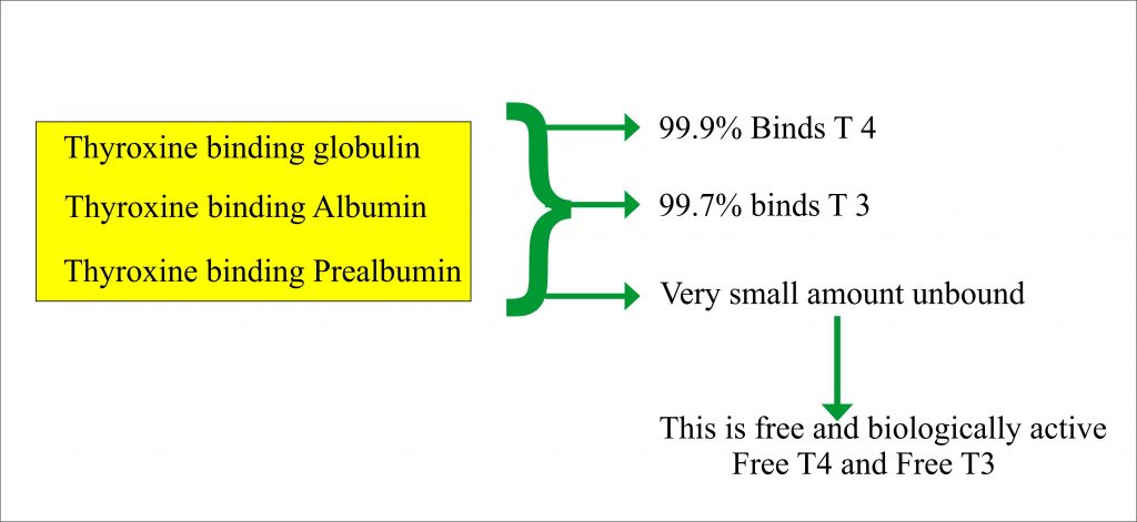 Thyroid - Part 8 - T3 Free , Free Triodothyronine - Labpedia.net Thyroid - Part 8 - T3 Free , Free Triodothyronine - Labpedia.net