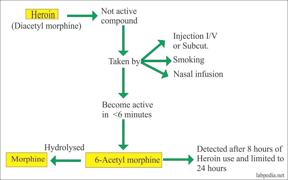 Urine Part 8:- Screening for Drugs, Drugs abuse, Opiates, Cocaine ...