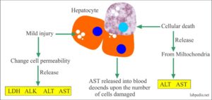 SGOT (Aspartate aminotransferase, AST, Glutamic oxaloacetic ...