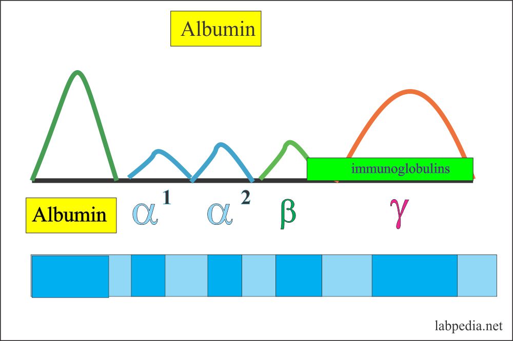 Albumin (Serum Albumin) – Labpedia.net