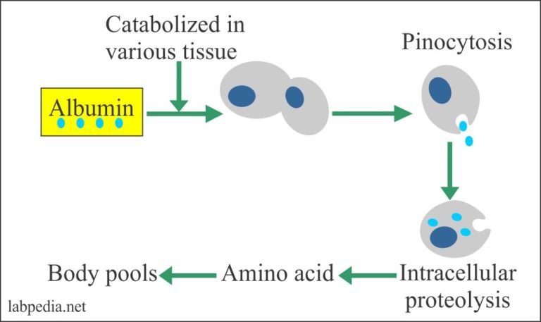 Albumin (Serum Albumin) – Labpedia.net
