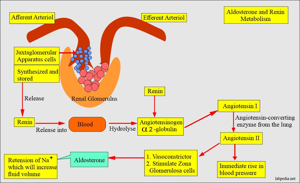 Renin Angiotensin Aldosterone System Concept Map Interactive Map Porn Sex Picture