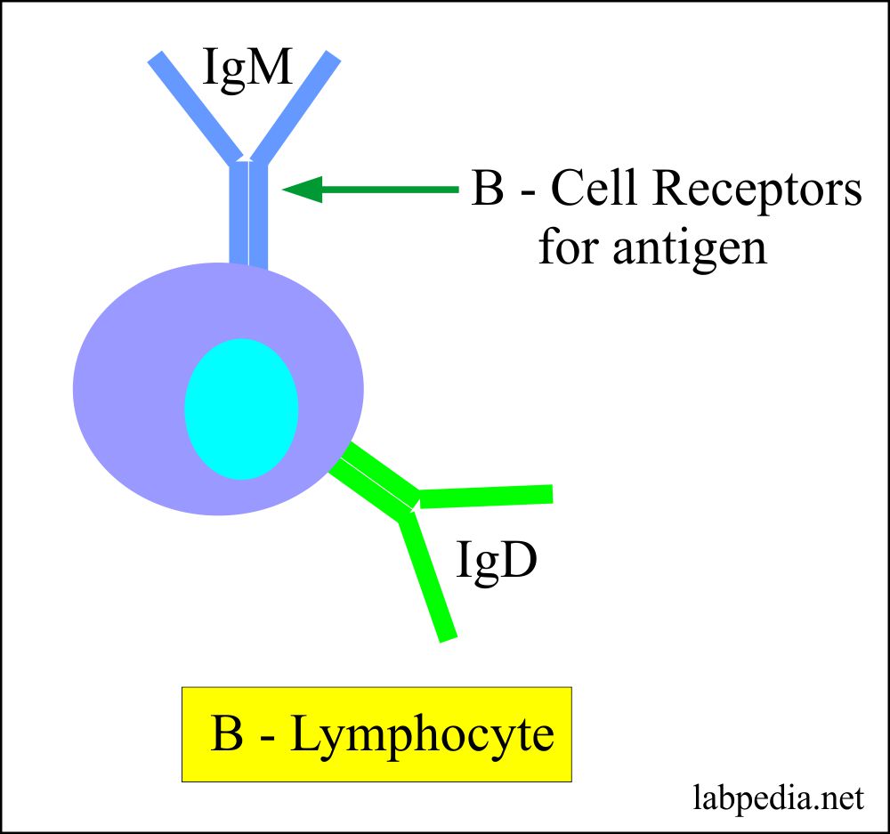 Immunoglobulin D IgD Labpedia