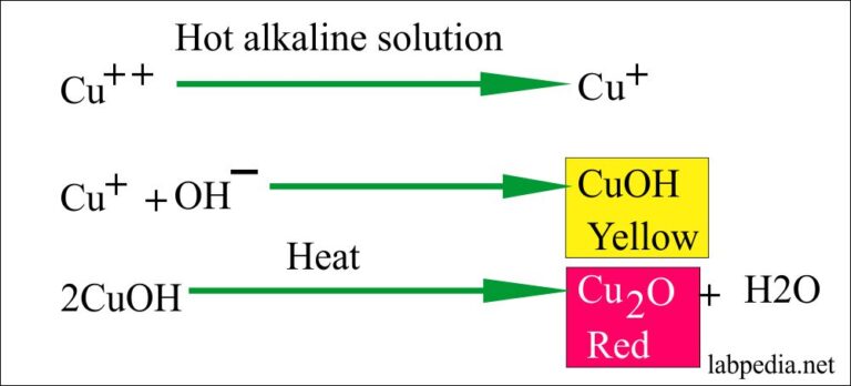 Stool Examination:- Part 4 – Reducing substances, Breath Test, and ...