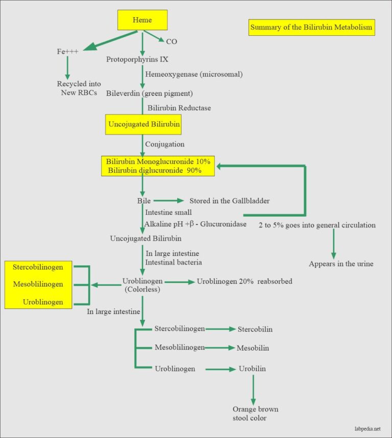 Bilirubin Part 1 Total Bilirubin Direct And Indirect Bilirubin Classification Of Jaundice