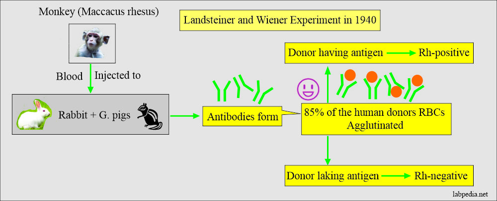 Blood banking:- part 1- Blood Groups ABO and Rh System, Blood Grouping ...