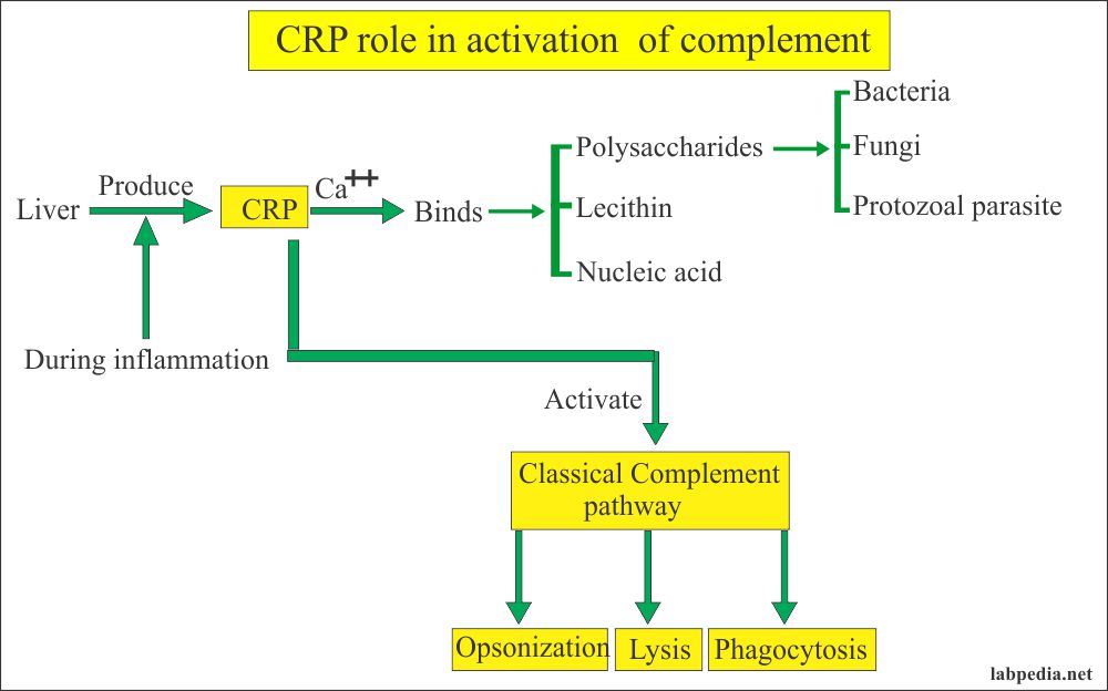 Acute Phase Protein Part 6 C Reactive Protein CRP High