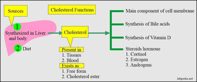 Cholesterol (Serum Cholesterol) – Labpedia.net
