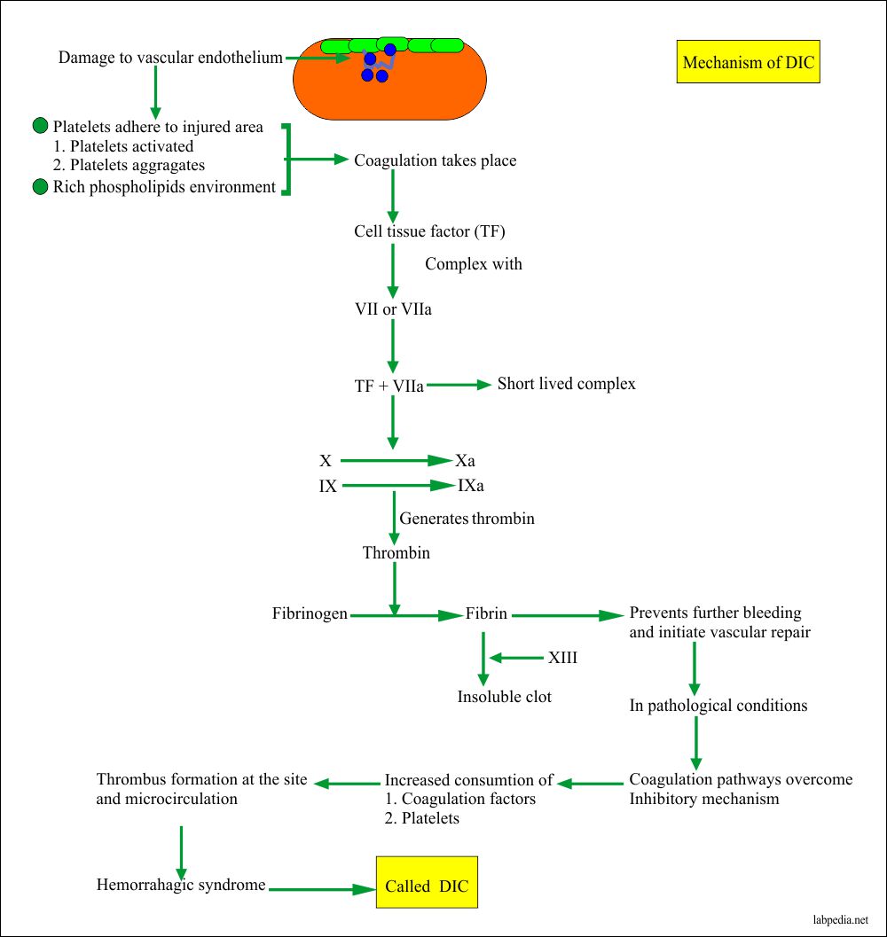 D Dimer Test Fragment D Dimer Diagnosis Of Disseminated Intravascular