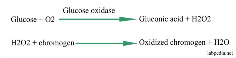 Stool Examination:- Part 4 – Reducing substances, Breath Test, and ...