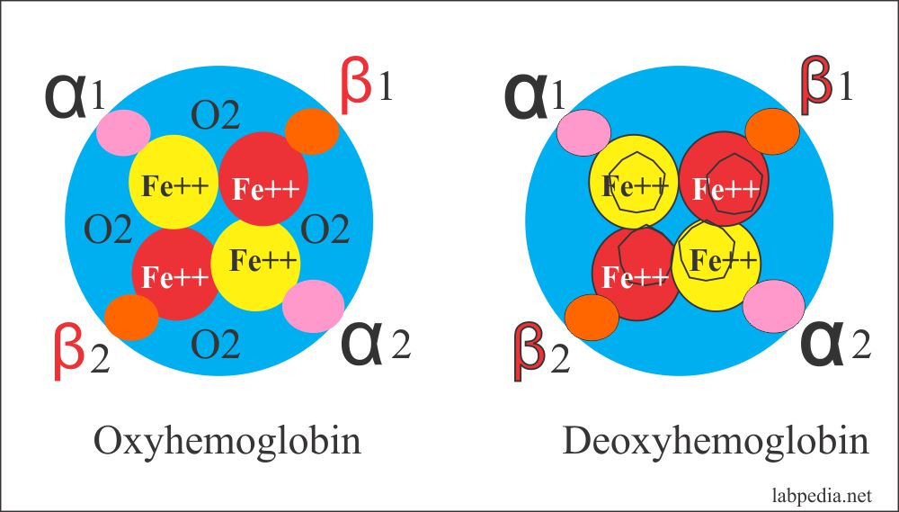 Anemia – Part 1 – Anemia Classification, Thalassemia, Sickle cell ...