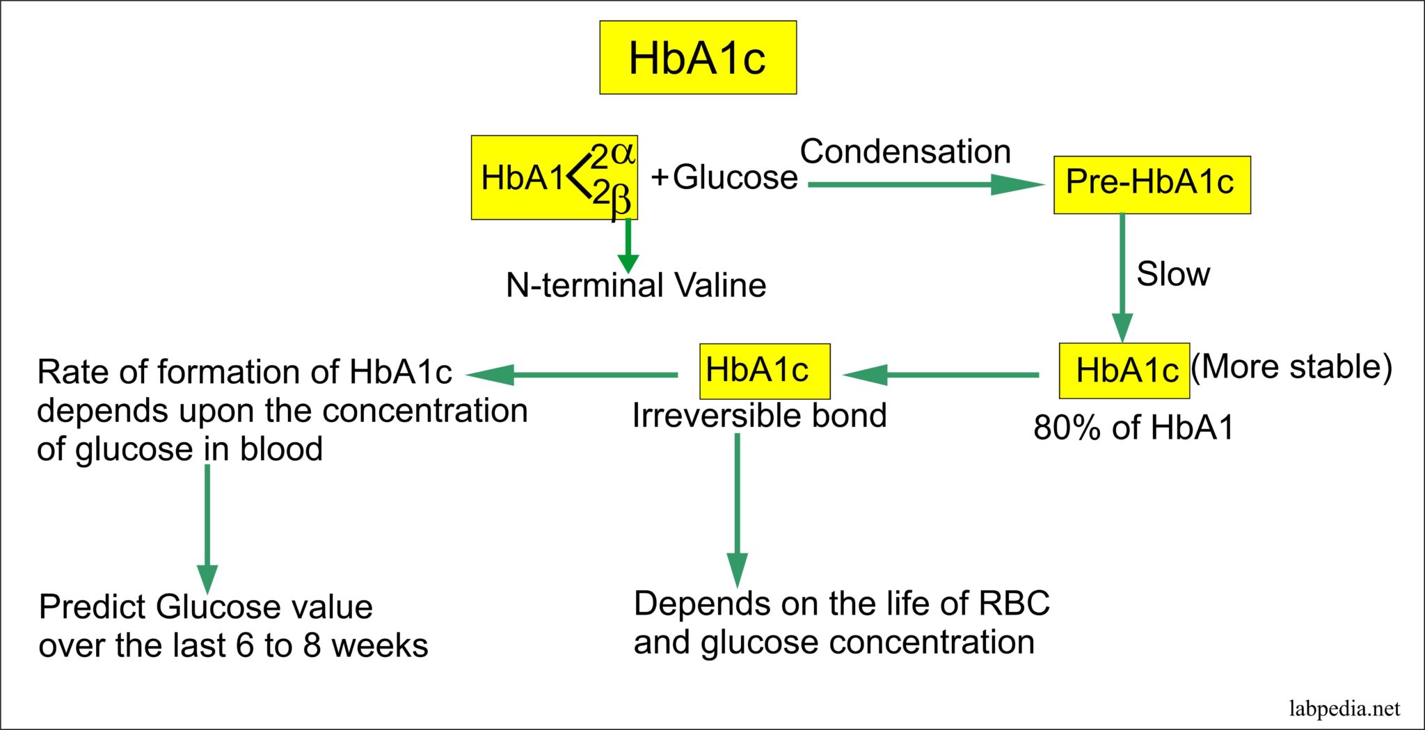 HbA1c (Glycosylated Hemoglobin), Glycohemoglobin (G-Hb), Glycated ...