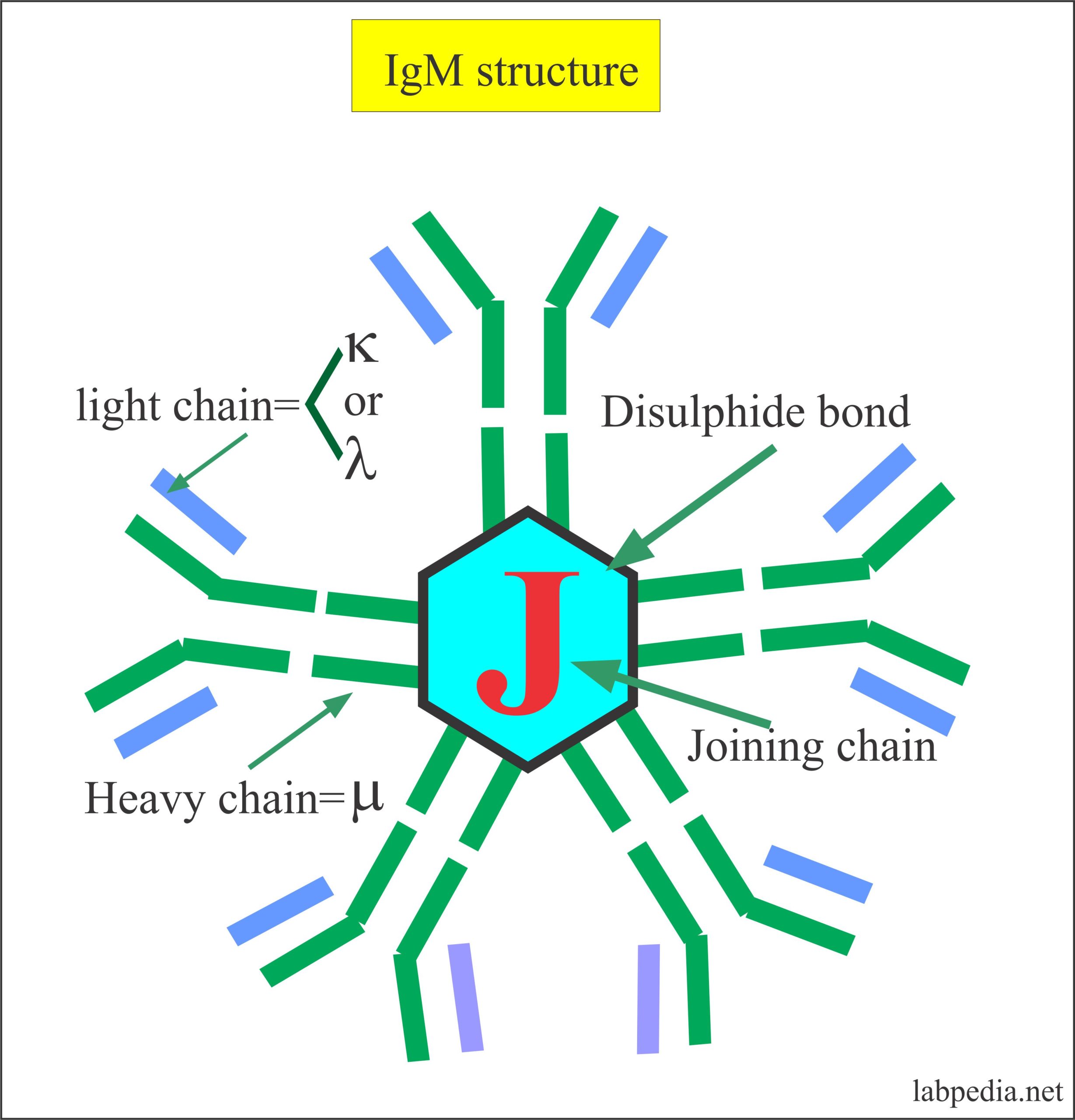 Immunoglobulin M IgM Labpedia Immunoglobulin M IgM Labpedia