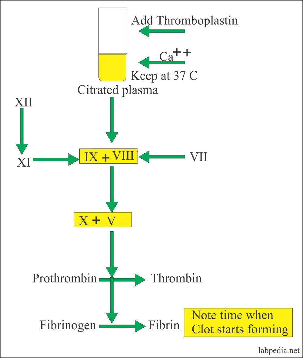 Prothombin Time Pt