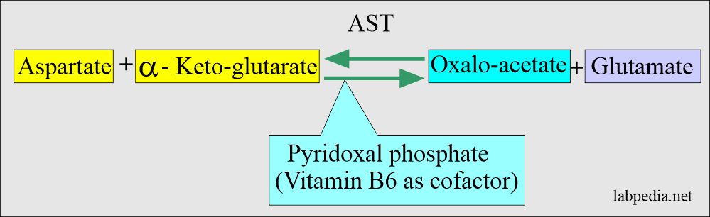 SGOT (Aspartate aminotransferase, AST, Glutamic oxaloacetic ...