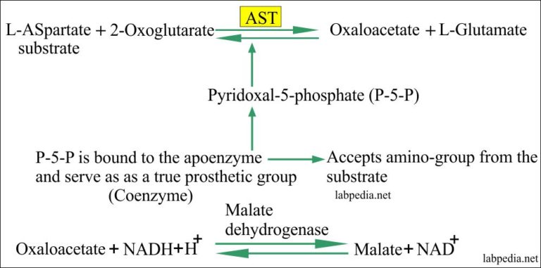 SGOT (Aspartate aminotransferase, AST, Glutamic oxaloacetic ...