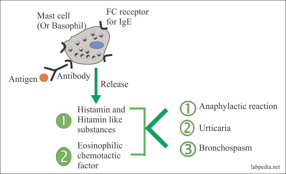 Immunoglobulin Electrophoresis (Ig), Immunoglobulins IgG, IgA, IgD, IgE ... Immunoglobulin Electrophoresis (Ig), Immunoglobulins IgG, IgA, IgD, IgE ...
