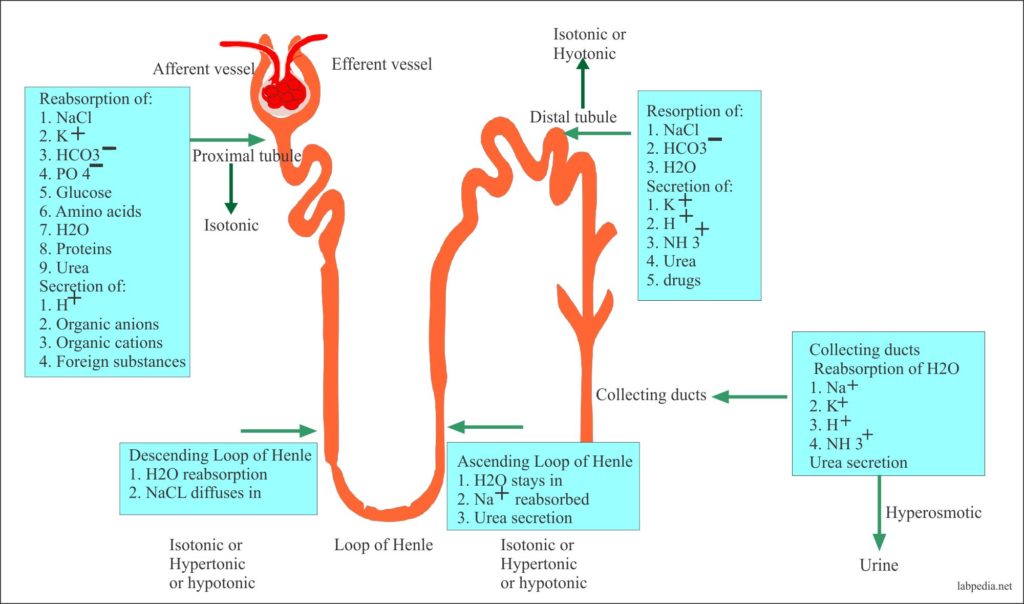 Urine Analysis – part 2 – Urine formation, Urine Sample types and ...
