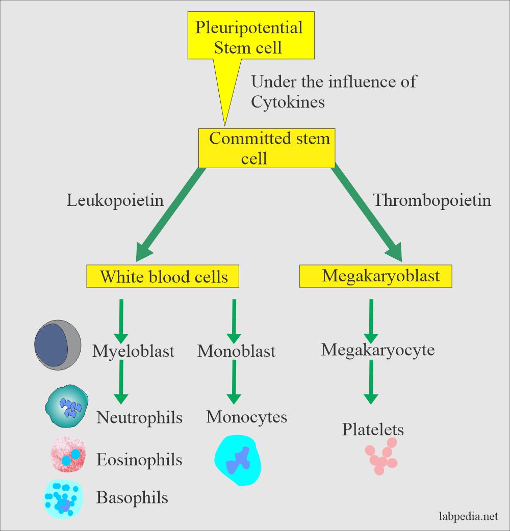White Blood Cell Part 2 Total Leukocytes Count Procedure TLC White Blood Cell Part 2 Total Leukocytes Count Procedure TLC