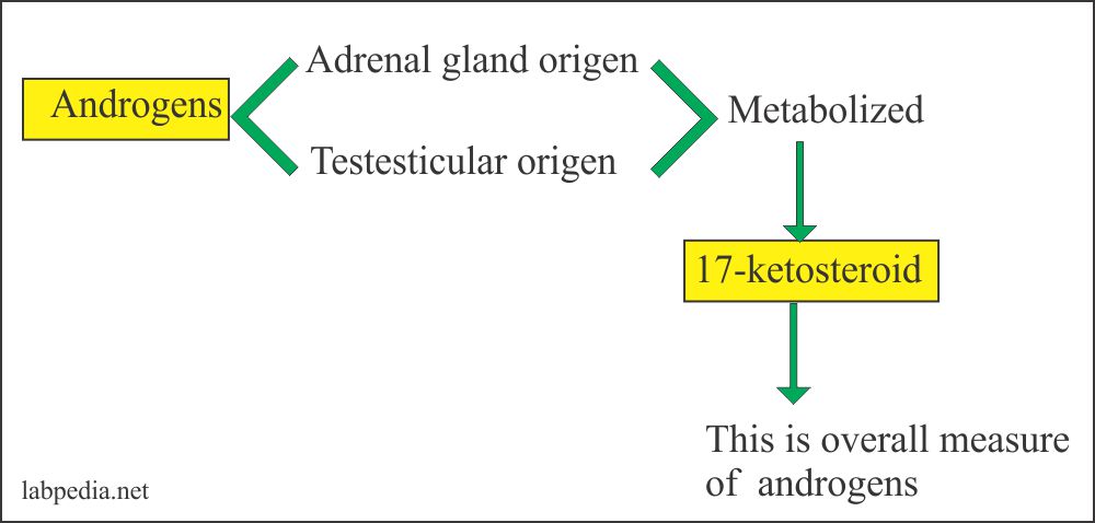 Urine 17-Ketosteroids Level (24 hours urine) - Labpedia.net