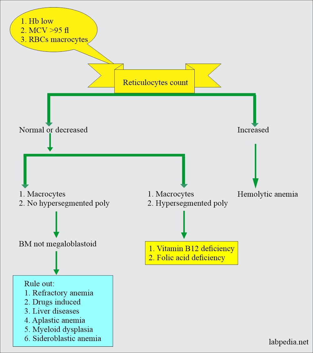 Anemia classification, diagnosis, and routine workup