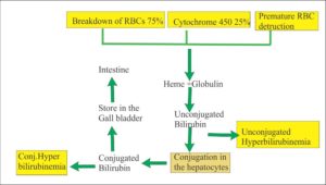 Bilirubin -Part 1- Total, Direct and Indirect Bilirubin, Classification ...