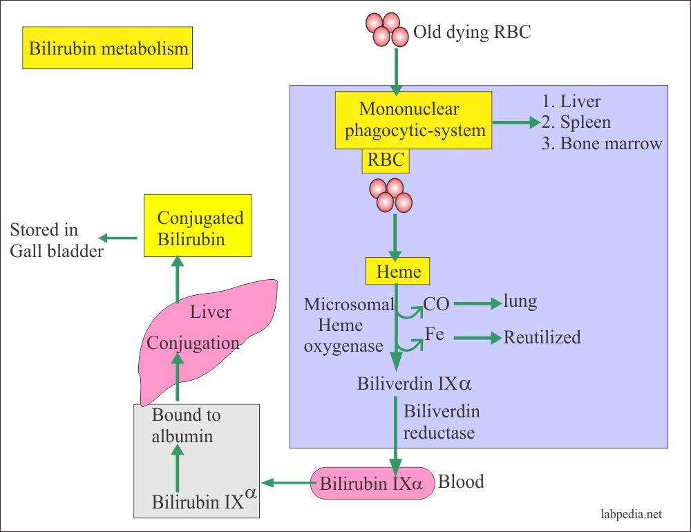 Liver Function Tests Part 3 Bilirubin Jaundice And Liver Function 