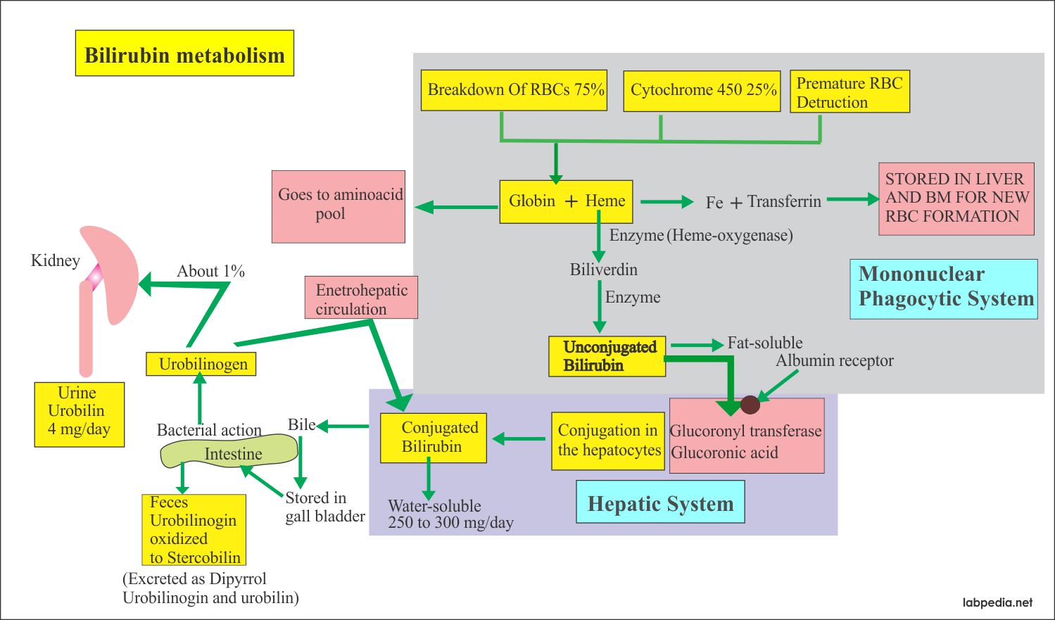 Liver Function Tests Part 3 Bilirubin Jaundice And Liver Function 