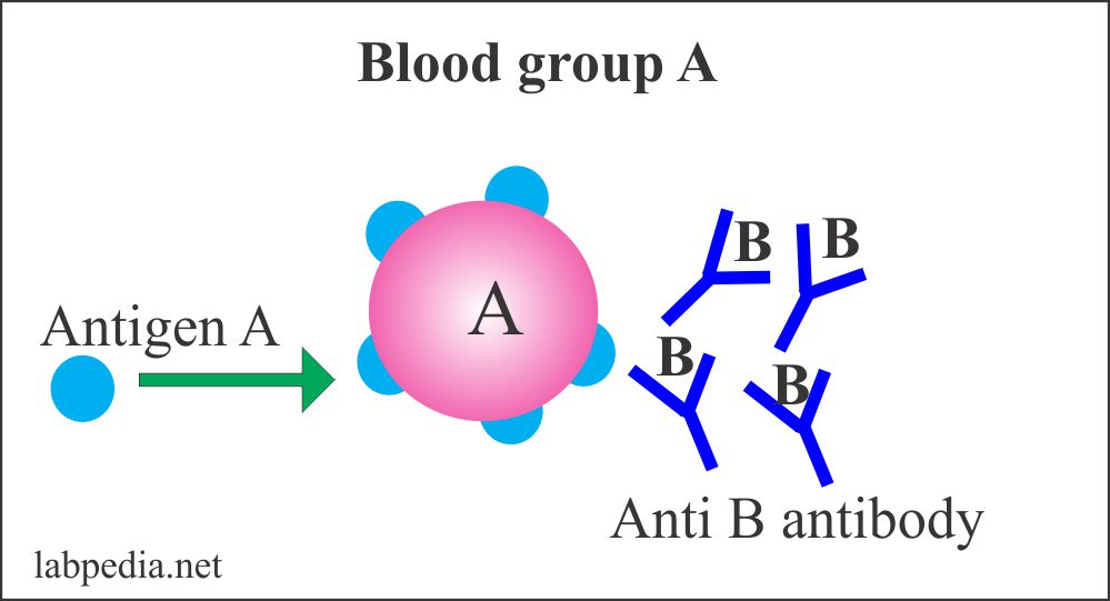 Blood banking – part 1- Blood Grouping (Blood Group ABO and Rh Typing ...