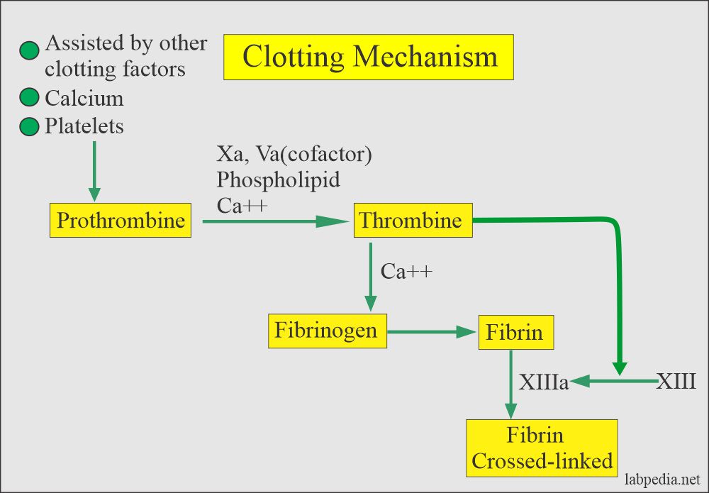 Clotting Time C T Labpedia
