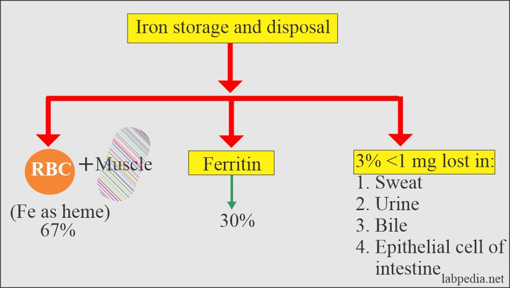 Anemia:- Part 2 - Iron Deficiency Anemia, Microcytic and hypochromic ...