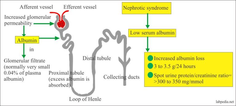 Albumin (Serum Albumin) – Labpedia.net