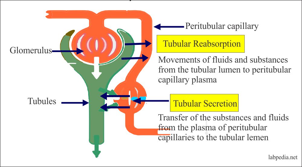 Urine Analysis – part 2 – Urine formation, Urine Sample types and Preservatives – Labpedia.net