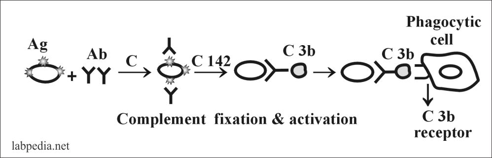 Chapter 6: Immunological (Antigen and Antibody) Reactions – Labpedia.net