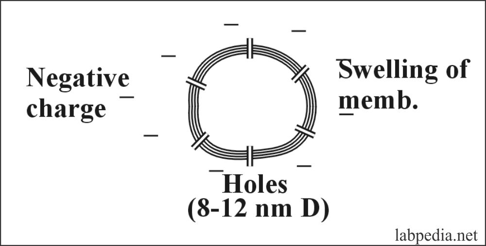 Chapter 9: Complement – Labpedia.net