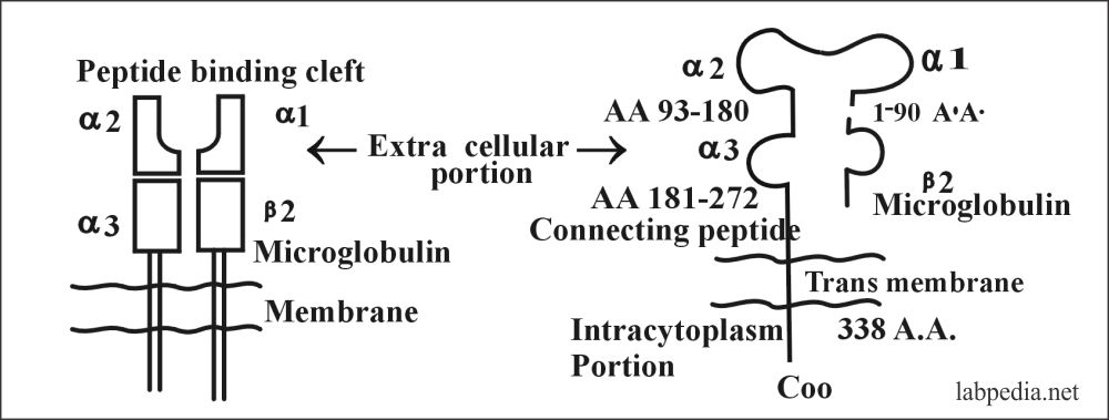 Chapter 10: Human Leucocyte Antigen (HLA) – Labpedia.net