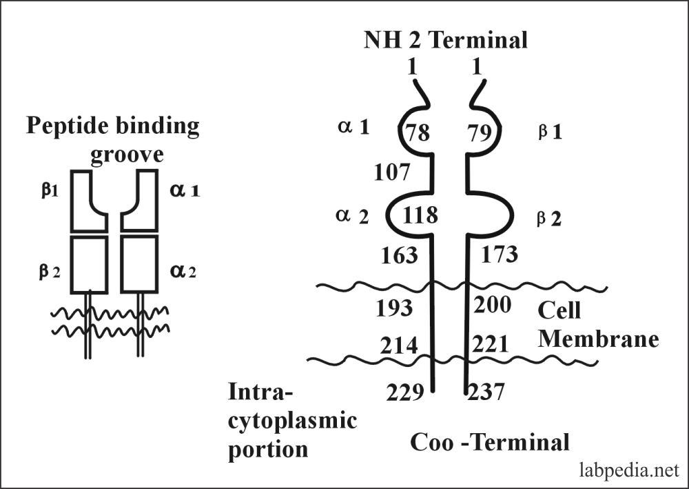 Chapter 10: Human Leucocyte Antigen (HLA) – Labpedia.net