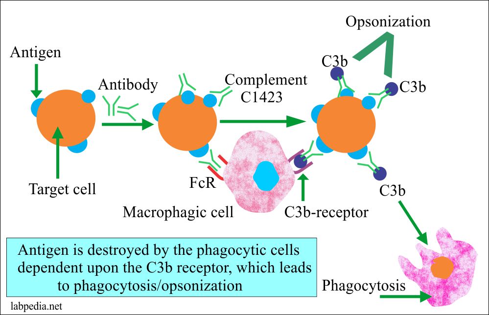 Chapter 12 Type II Hypersensitivity Reaction And ADCC Cytotoxic Chapter 12 Type II Hypersensitivity Reaction And ADCC Cytotoxic