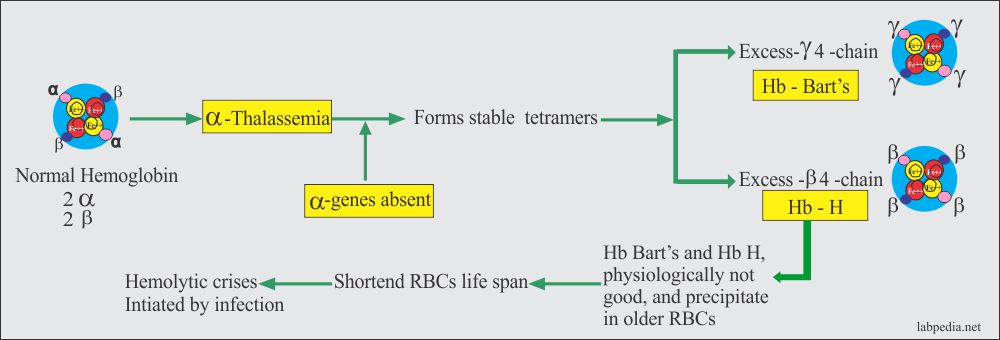 Anemia:- Part 4 – Thalassemia, Discussion and Work Up – Labpedia.net